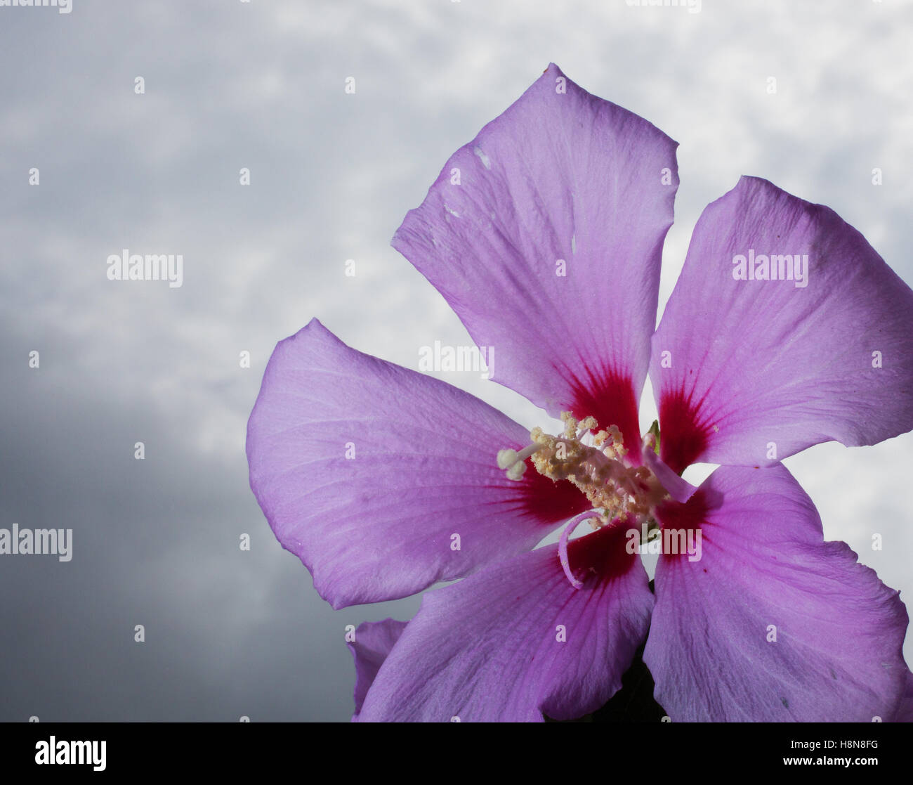 Pink and purple hibiscus flower with threatening clouds behind Stock ...