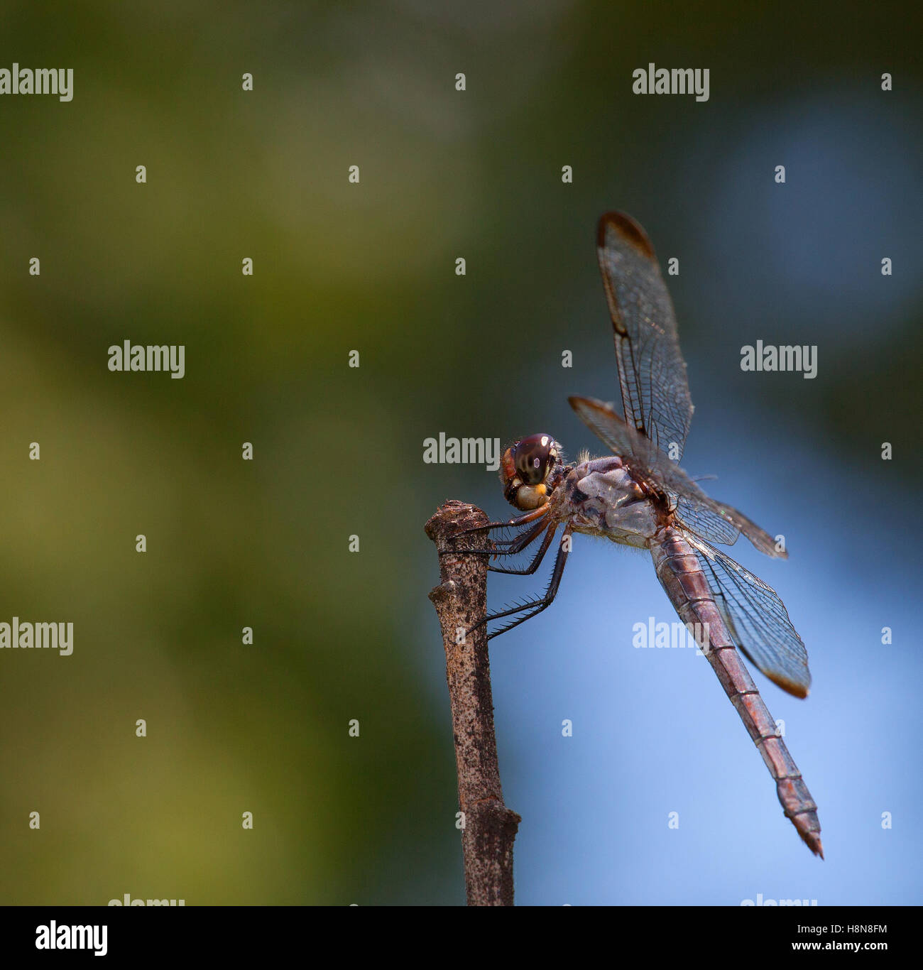Big dragonfly hi-res stock photography and images - Alamy