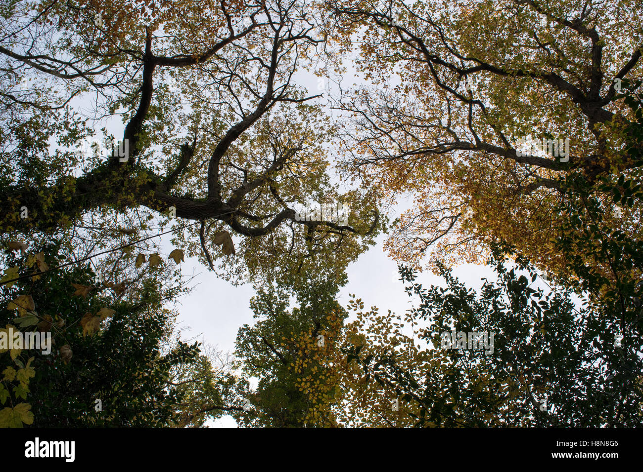 Timber canopy hi-res stock photography and images - Alamy