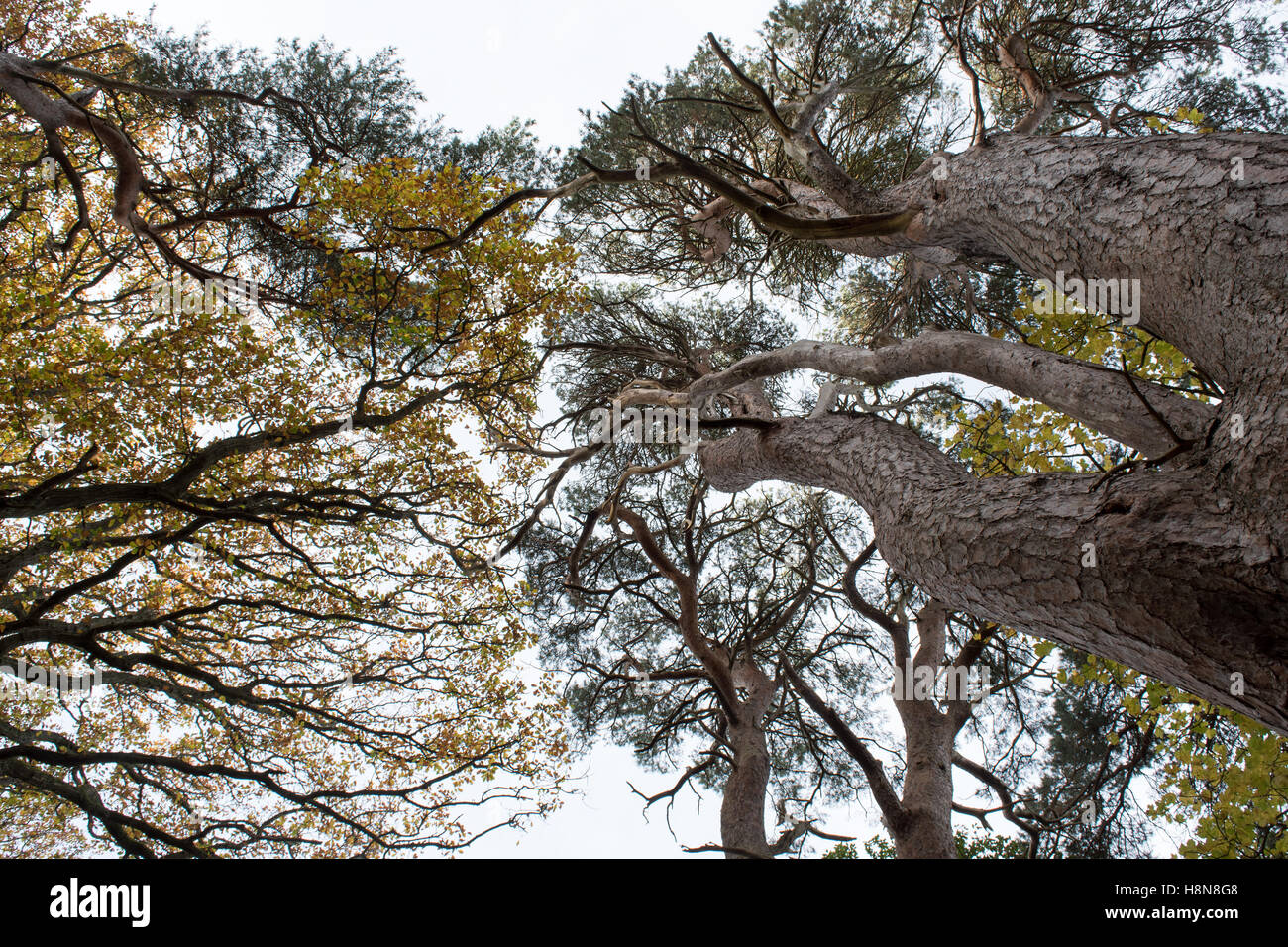Canopy lit hi-res stock photography and images - Alamy