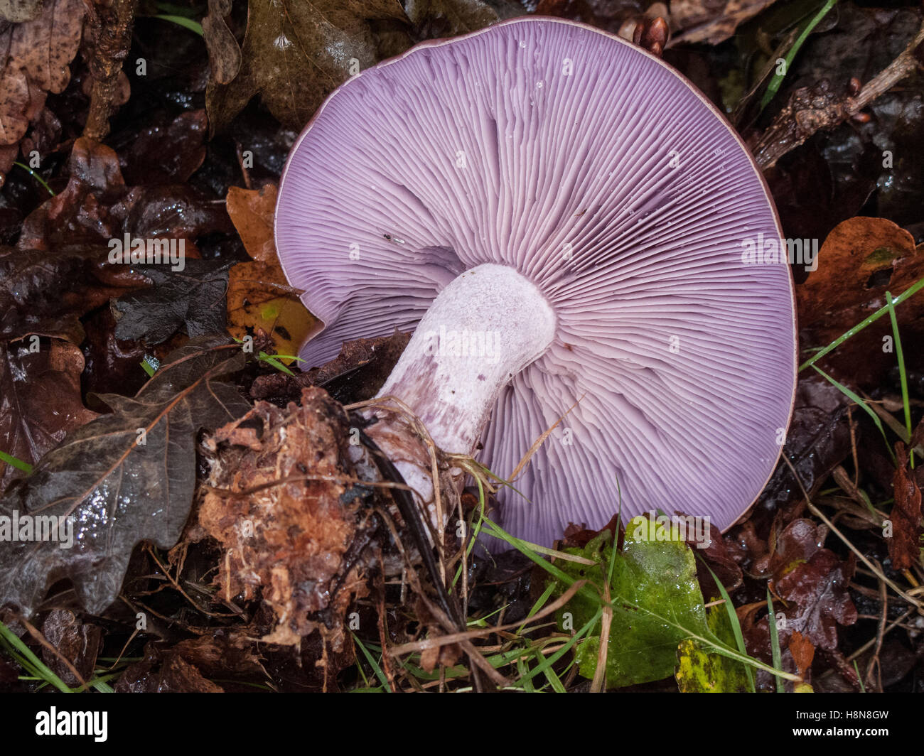 Wood Blewit Lepista nuda growing under Oak on Abel Heath Norfolk Stock ...