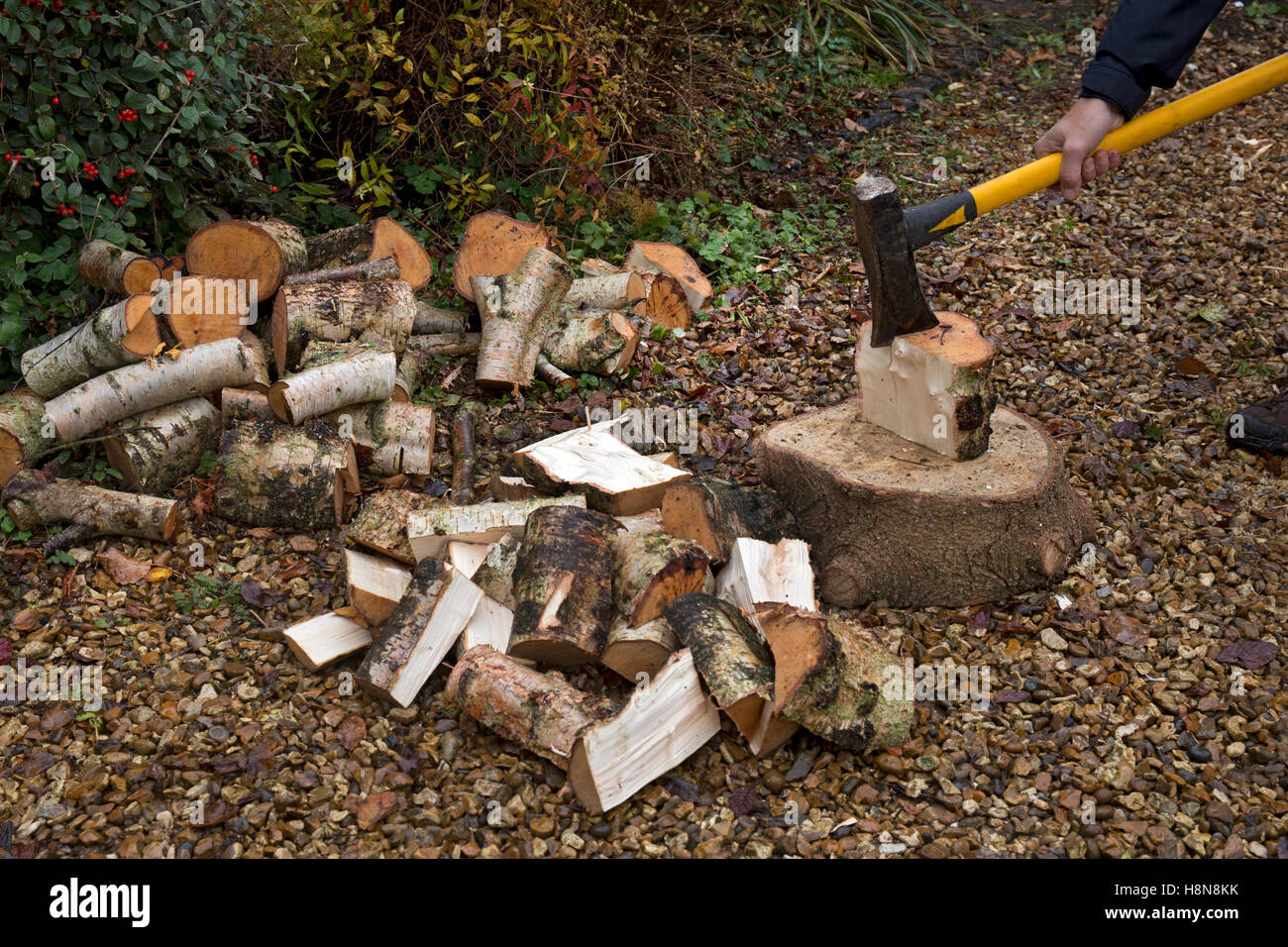 Pile of logs being cut with large splitting axe for firewood Stock ...