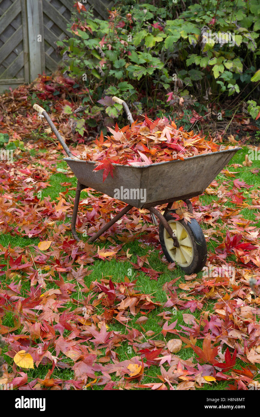 Wheel barrow full of leaves on lawn in English garden in Autumn Stock ...