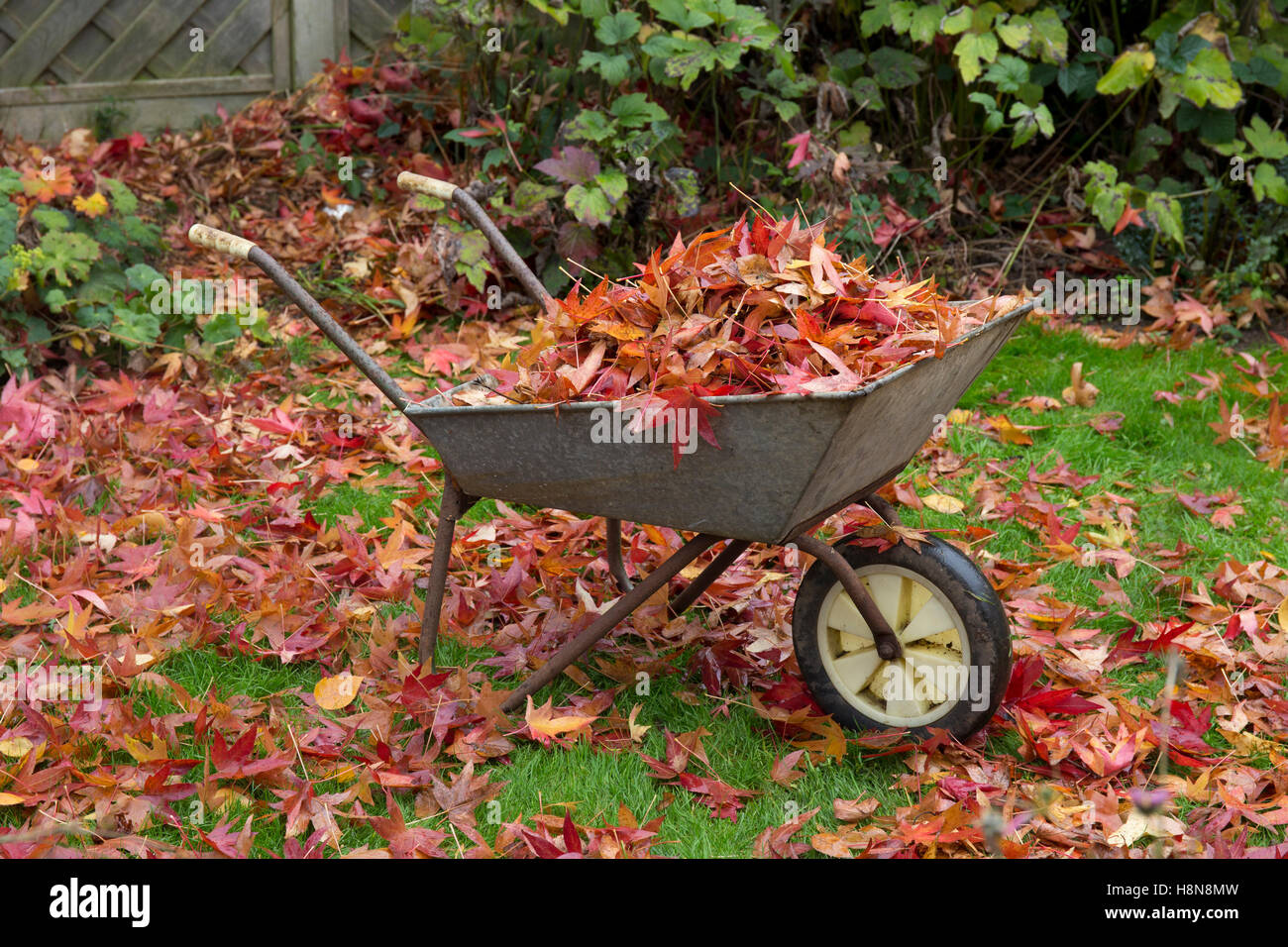 Wheel barrow full of leaves on lawn in English garden in Autumn Stock ...