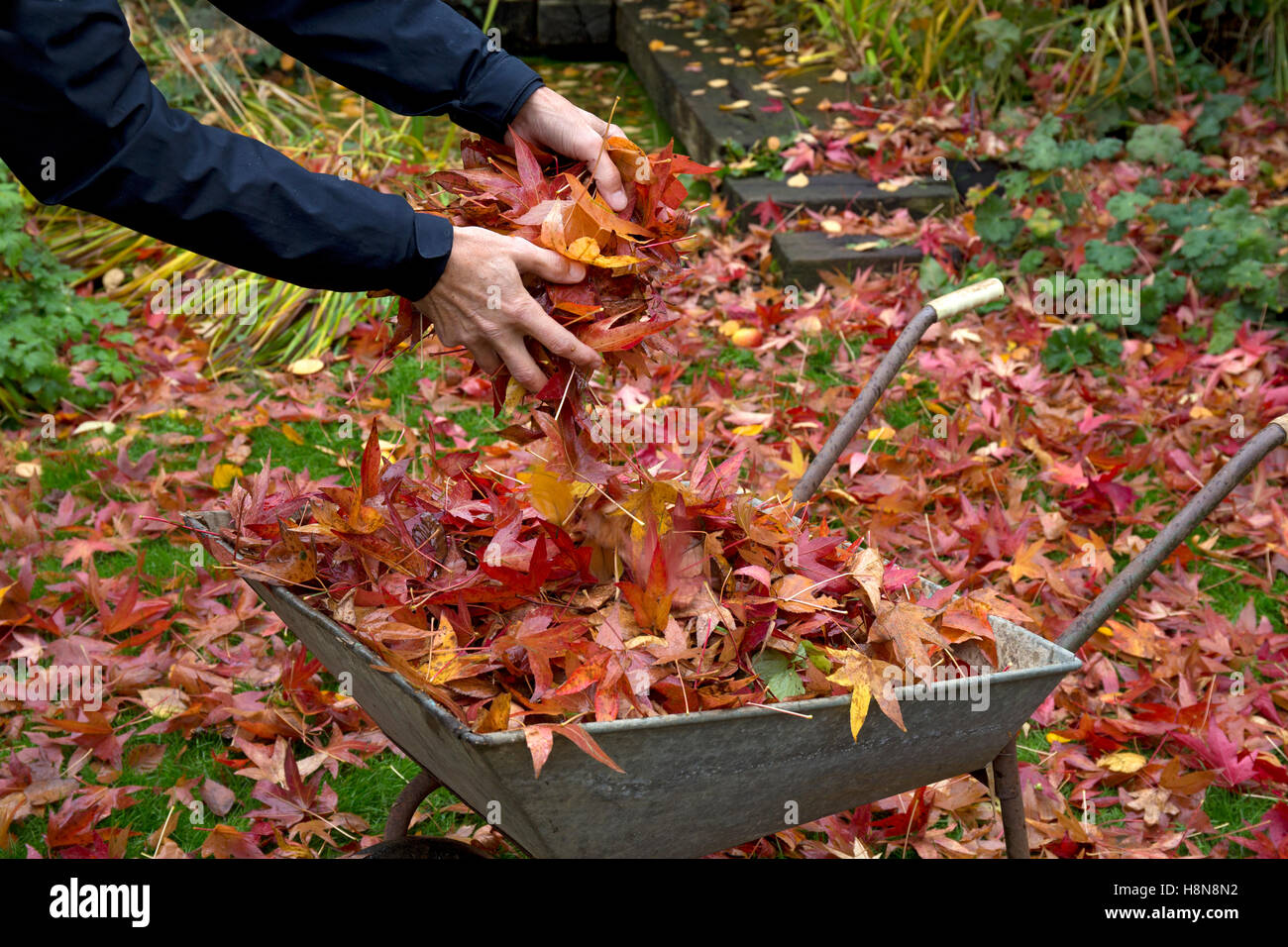 Wheel barrow being filled with leaves in English garden in Autumn Stock ...