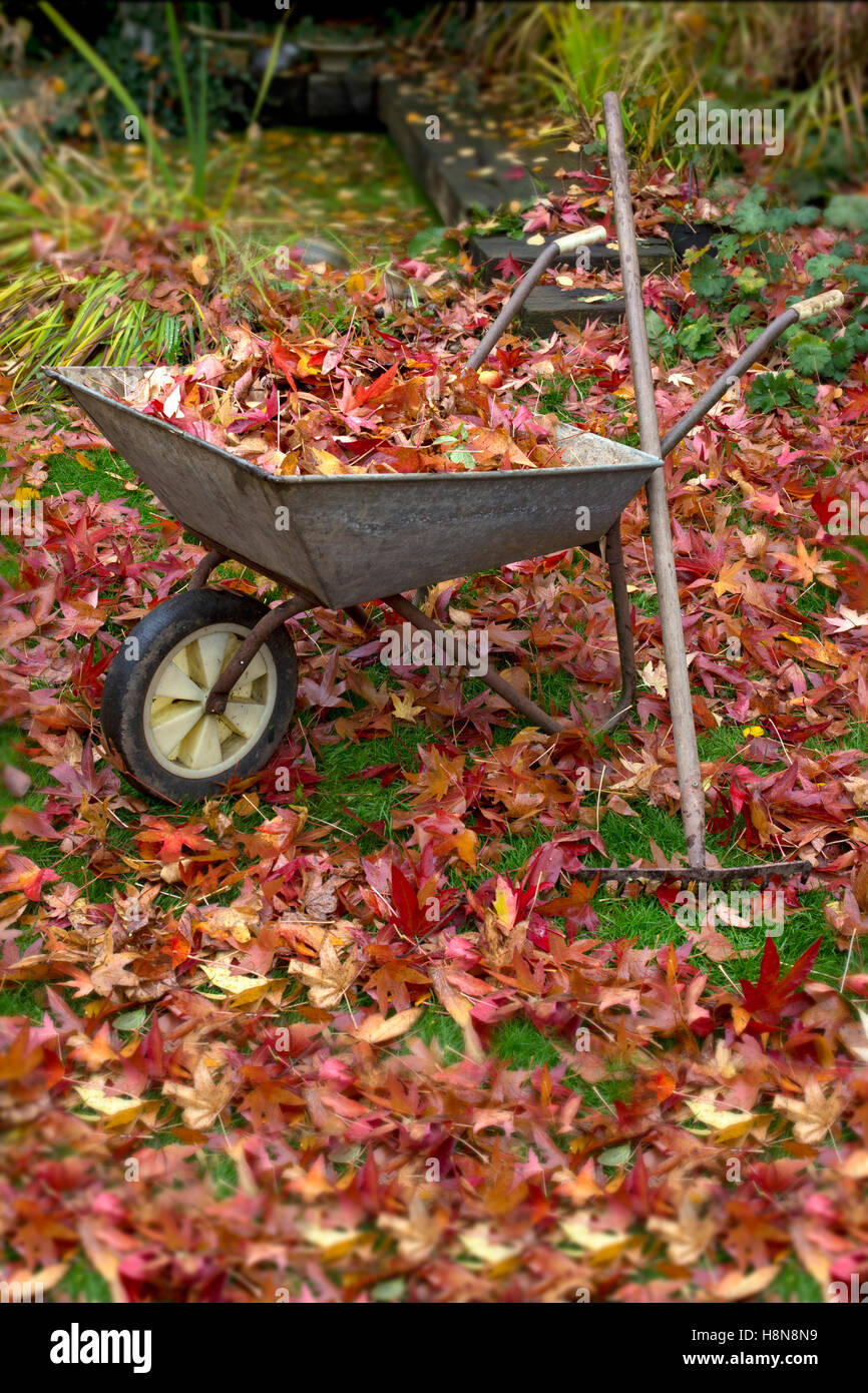 Wheel barrow full of leaves and Rake in English garden in Autumn Stock ...