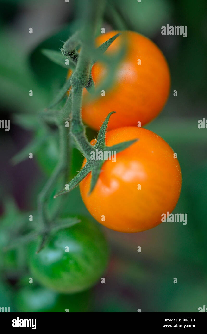 Cherry tomato sungold hi-res stock photography and images - Alamy