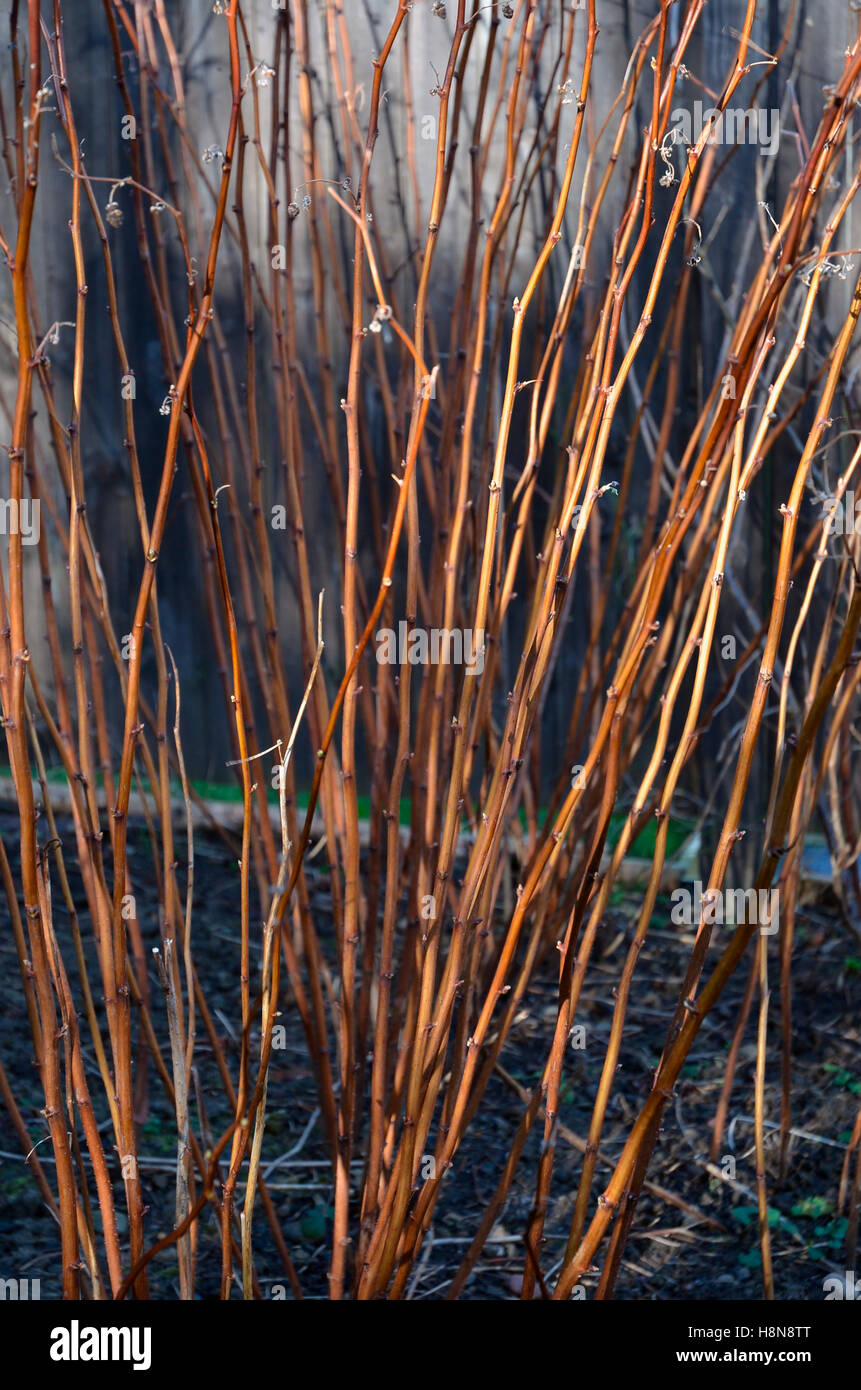 Raspberry canes hi-res stock photography and images - Alamy