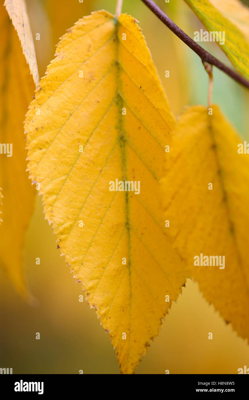 Cherry birch hi-res stock photography and images - Alamy