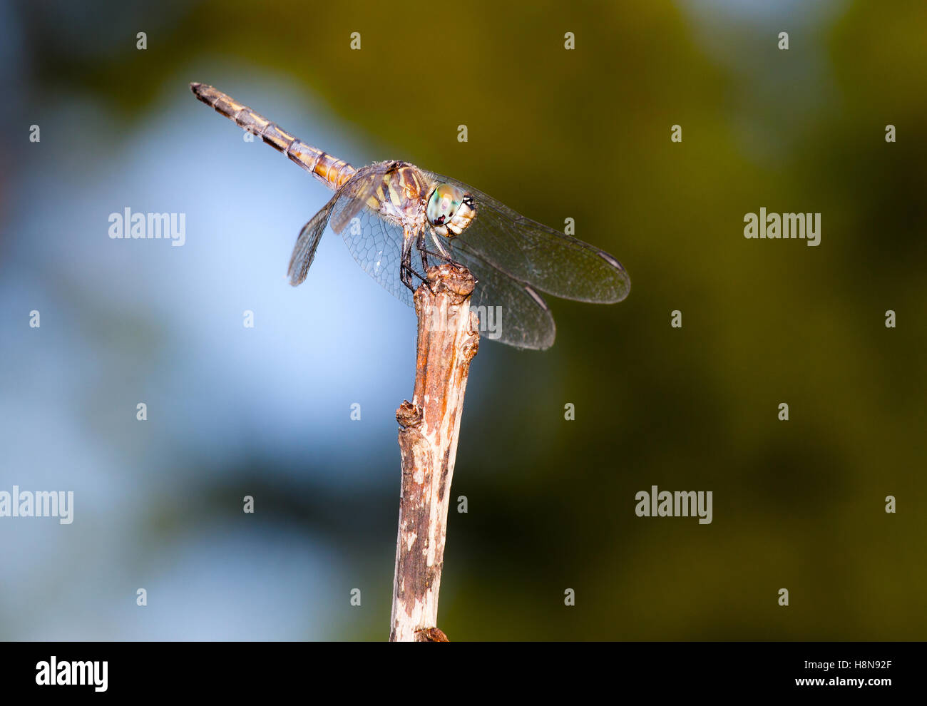 Dragonfly on a twig that almost looks like it has a smile Stock Photo ...
