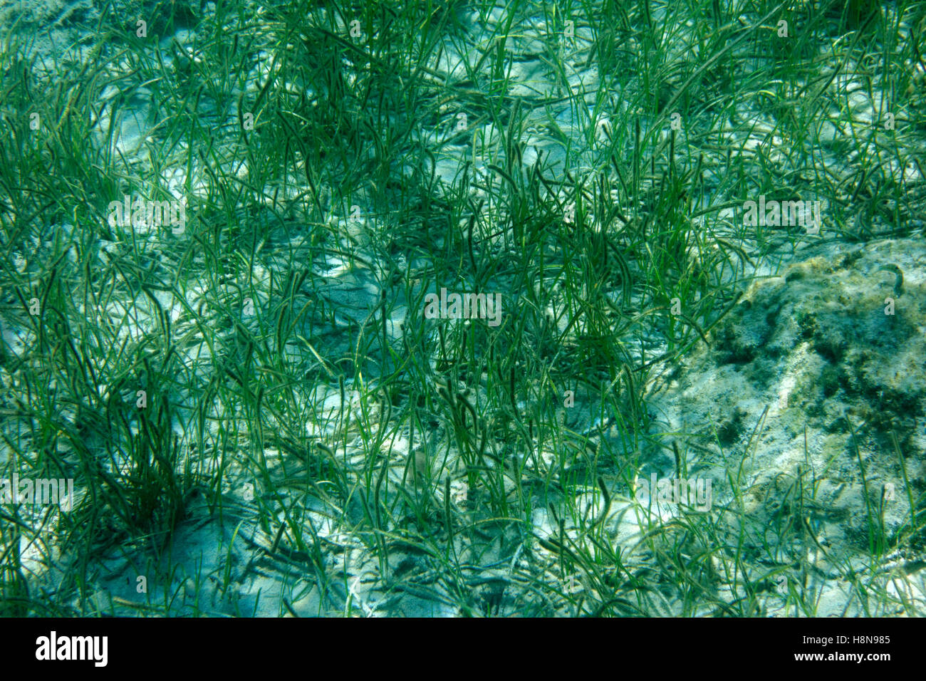 Mediterranean Sea Grass Posidonia oceanica Kania beach, Chalki Island ...