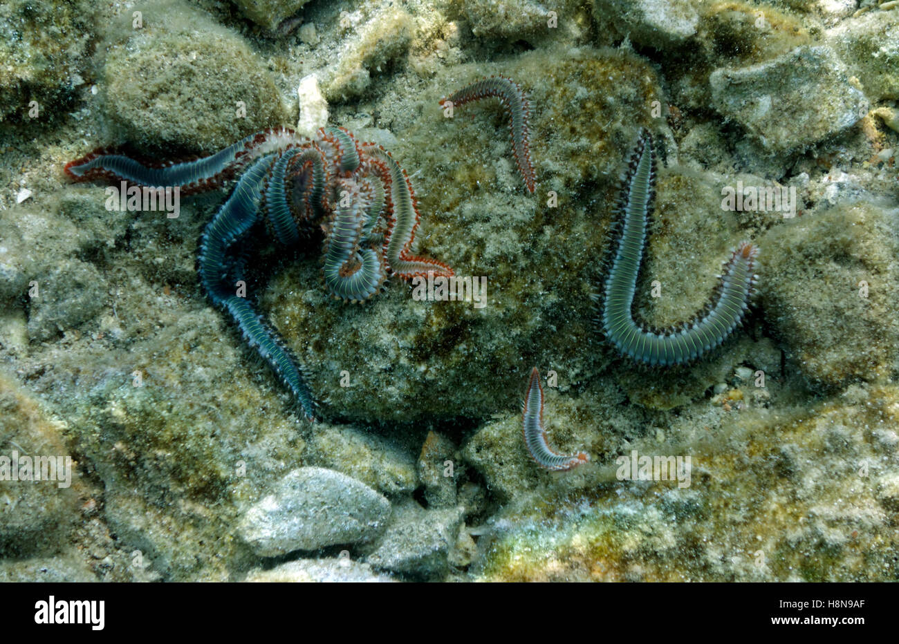 Hermodice carunculata hi-res stock photography and images - Alamy