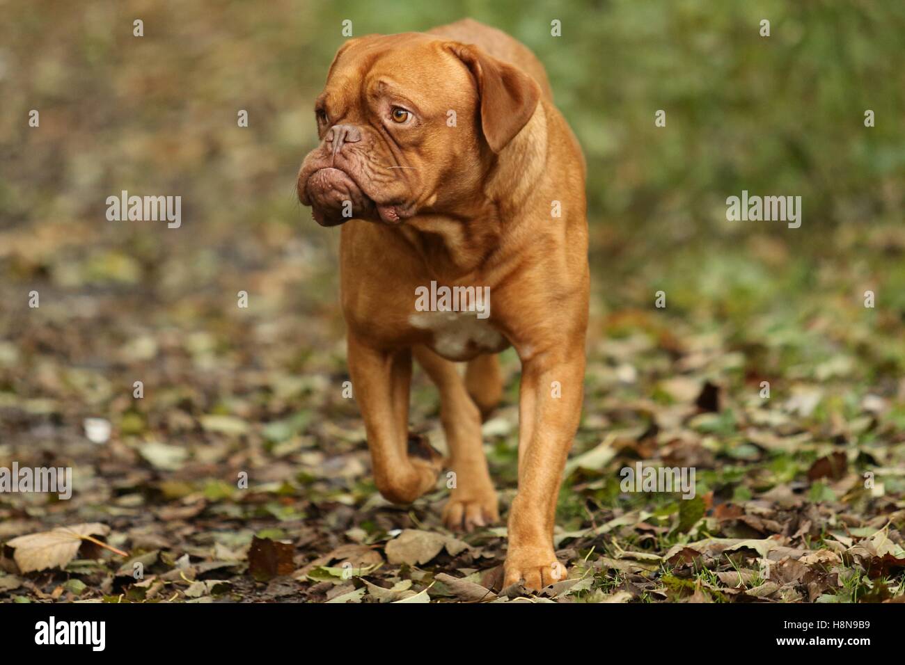 Big cute dog Stock Photo - Alamy