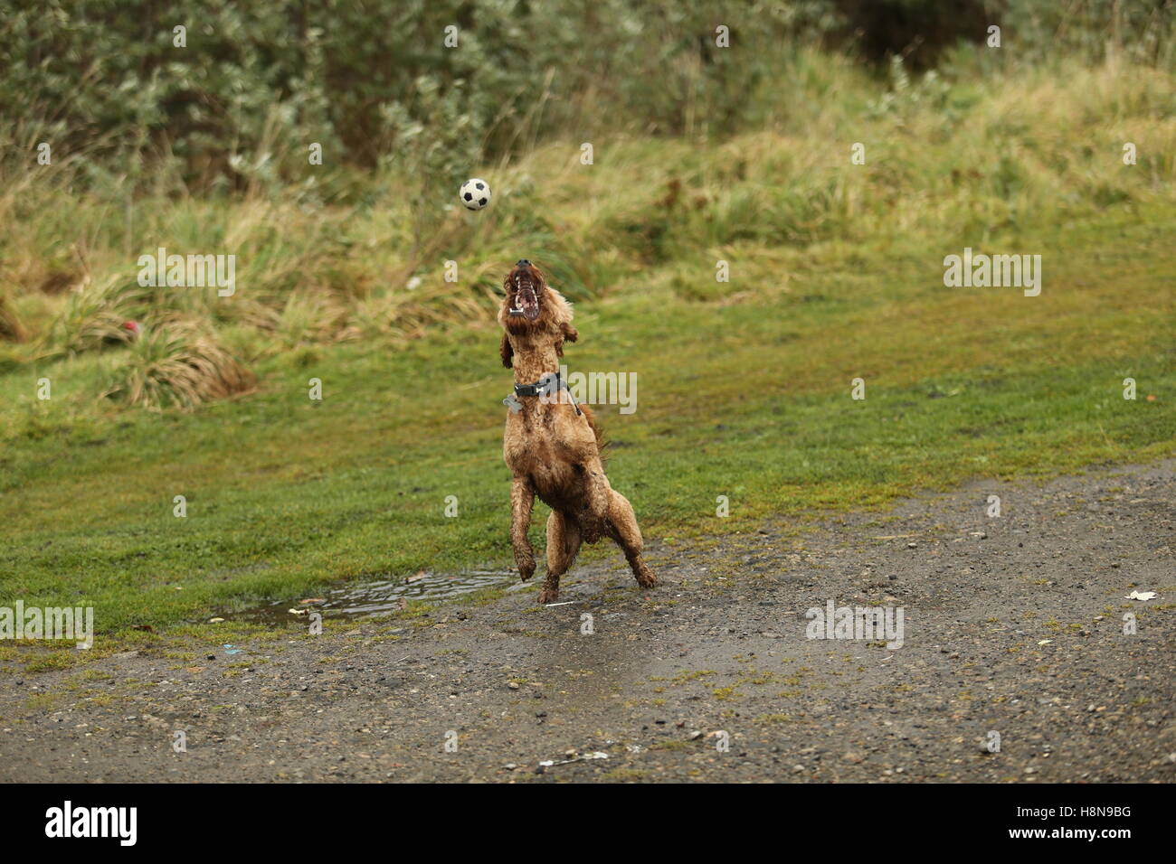 Jumping dog hi-res stock photography and images - Alamy