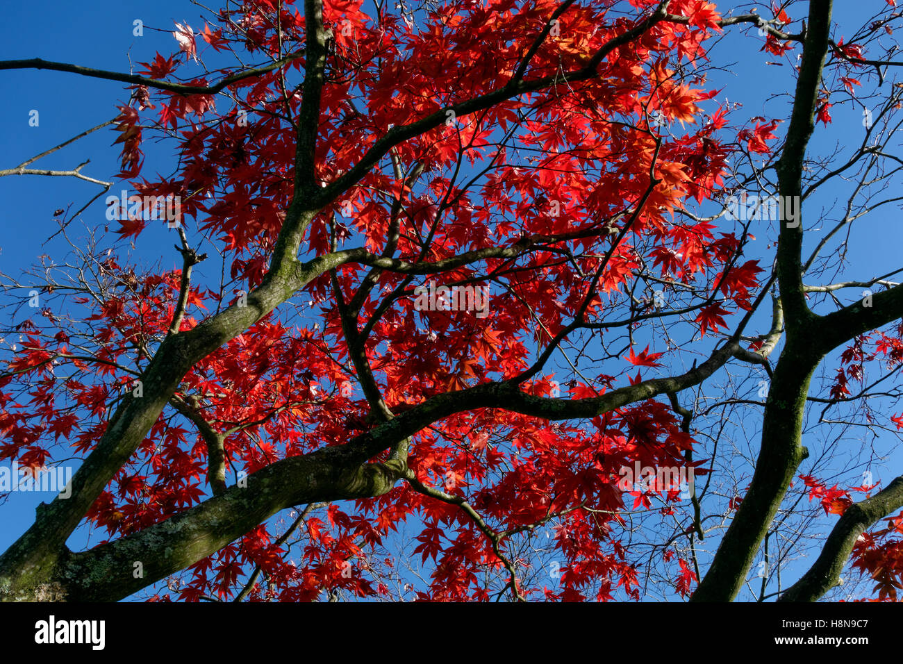 Acer trees hi-res stock photography and images - Alamy