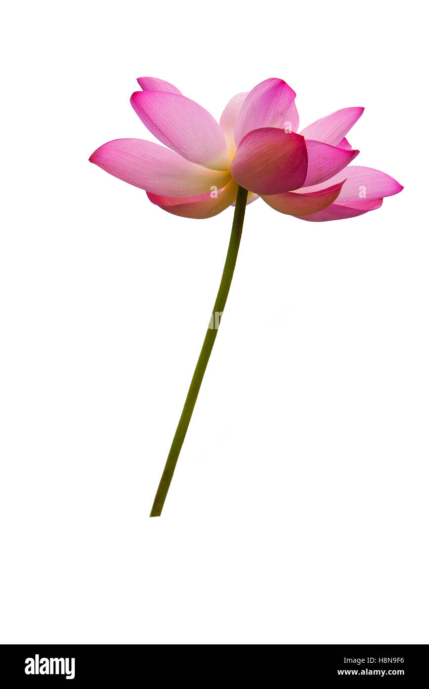 Isolated single pink lotus flower Stock Photo - Alamy