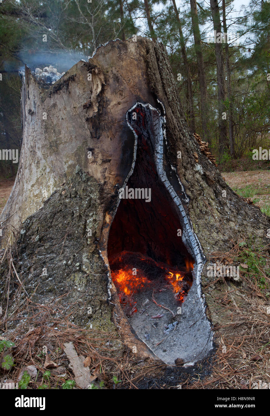 Hollow pine tree stump that has hot coals inside Stock Photo - Alamy