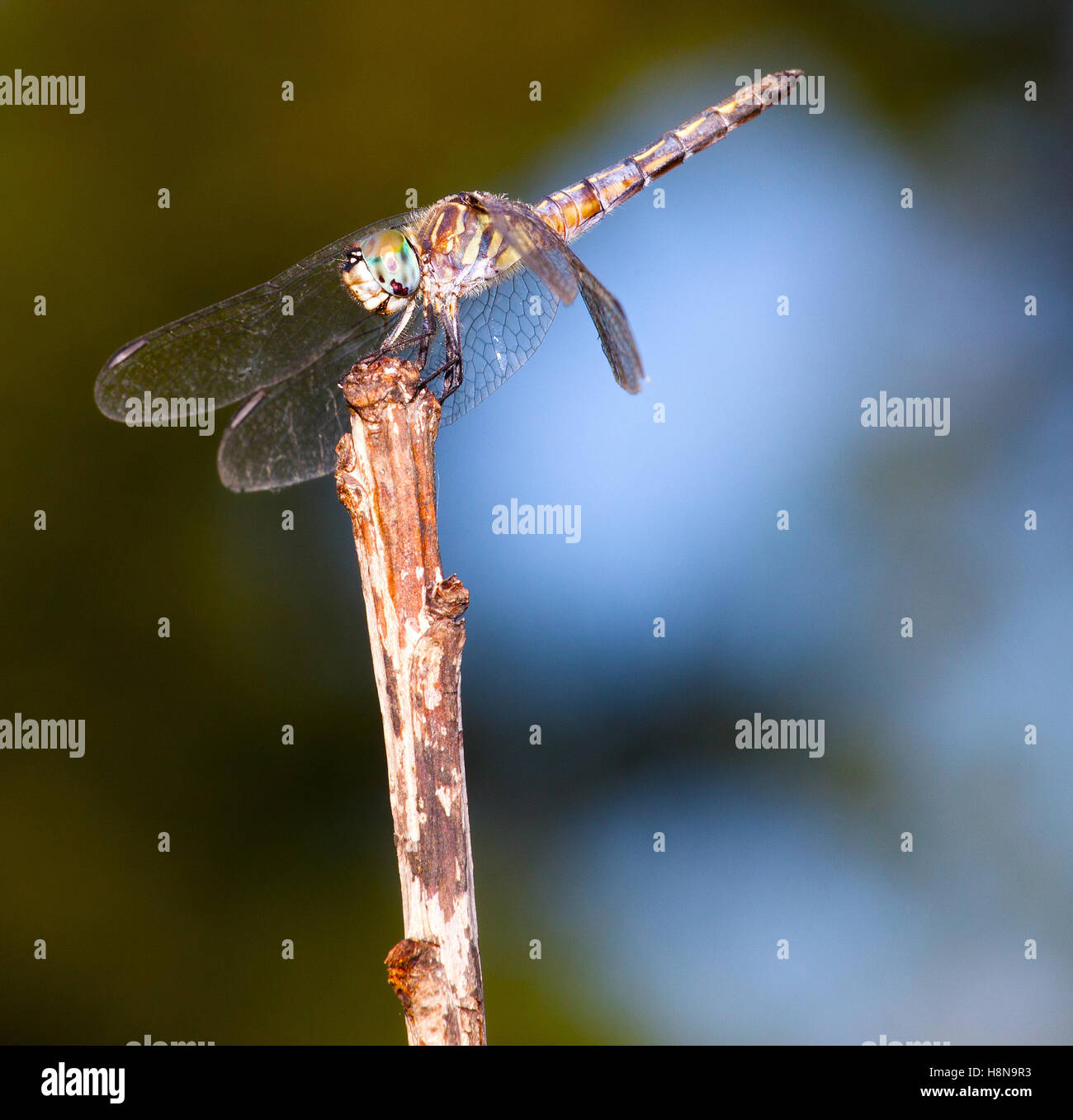 Stick like insect hi-res stock photography and images - Alamy