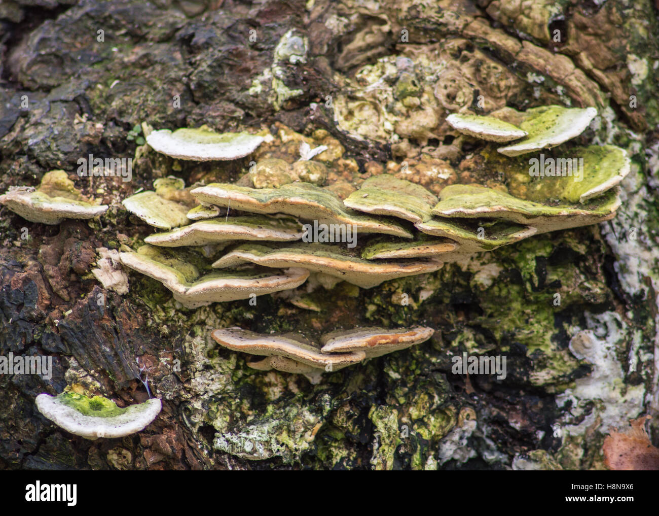 Tree fungus hi-res stock photography and images - Alamy