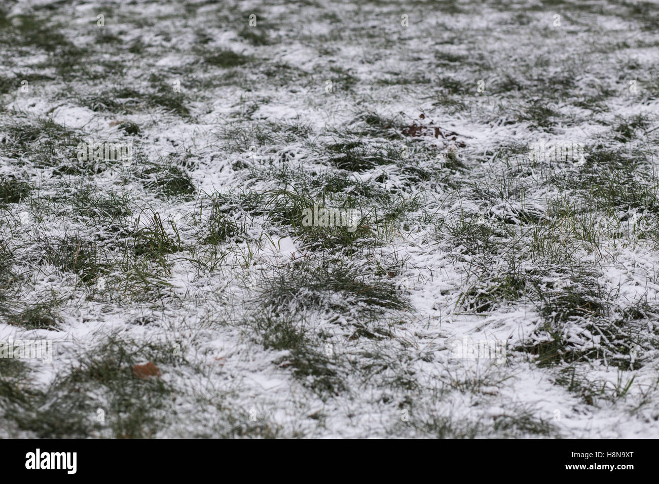Cold depressive picture of grass under snow. Concept for sad blogs ...