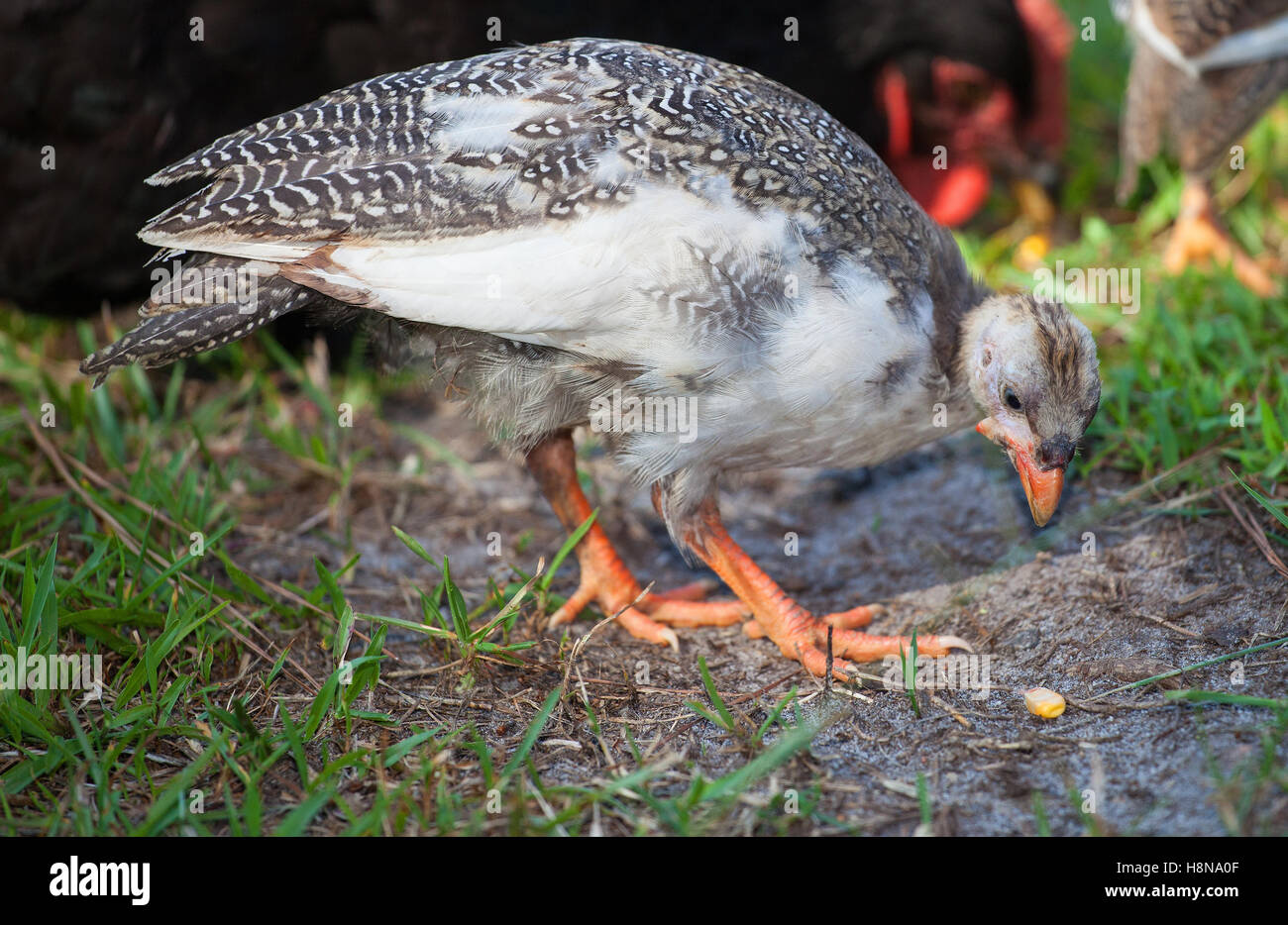 Guinea corn hi-res stock photography and images - Alamy