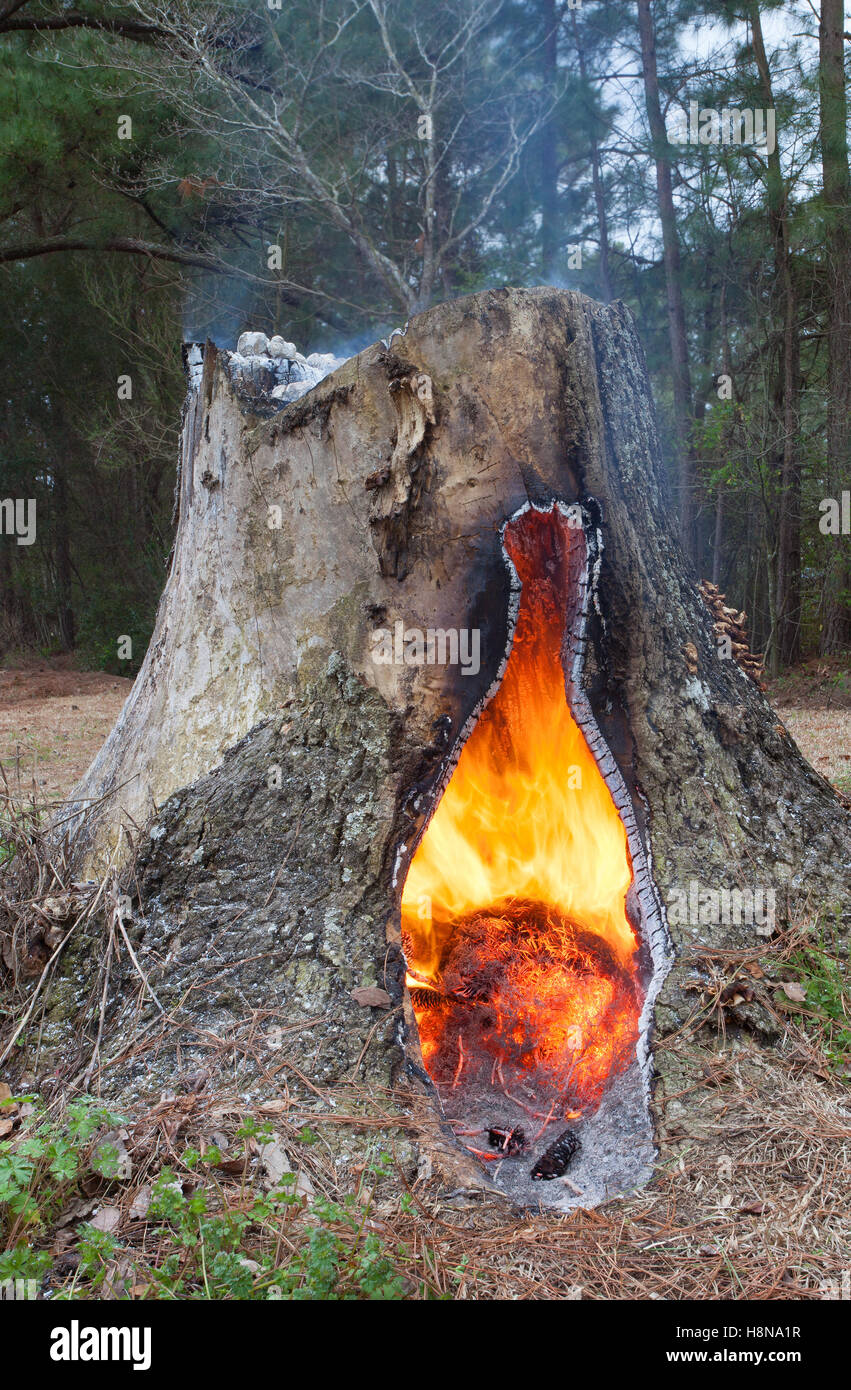 Hollow pine tree stump on fire with smoke coming out Stock Photo - Alamy