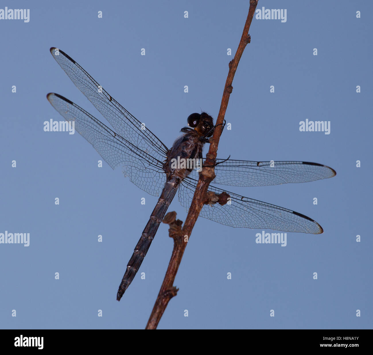 Dragonfly on a branch looking down at the camera Stock Photo - Alamy