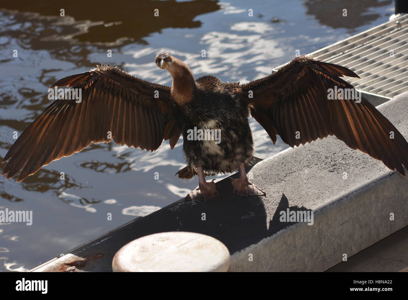Baby cormorant hi-res stock photography and images - Alamy