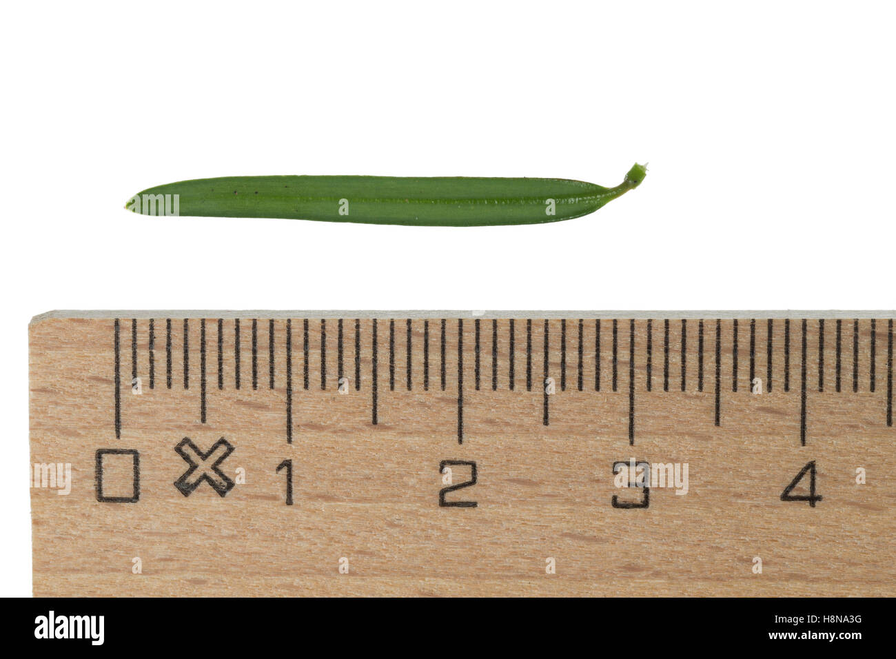 Yew tree cut out hi-res stock photography and images - Alamy