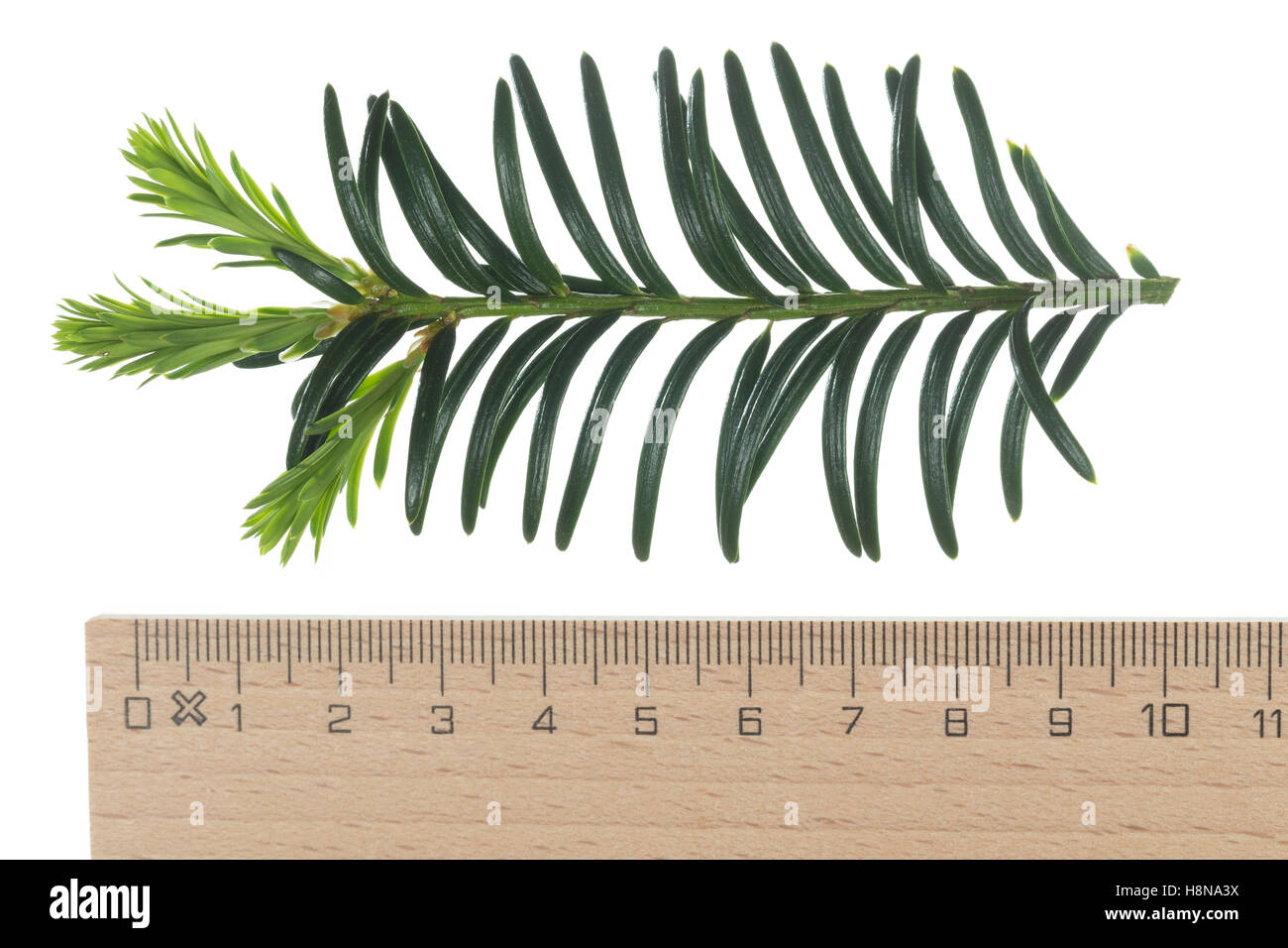 Yew tree cut out hi-res stock photography and images - Alamy
