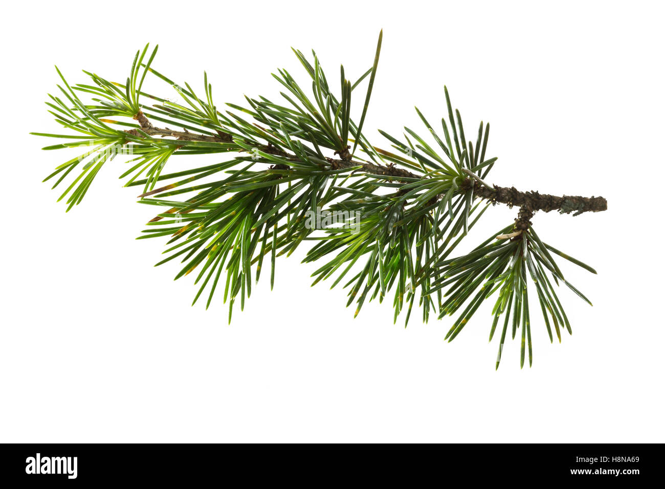 Libanon-Zeder, Libanonzeder, Libanesische Zeder, Cedrus libani, Cedrus ...