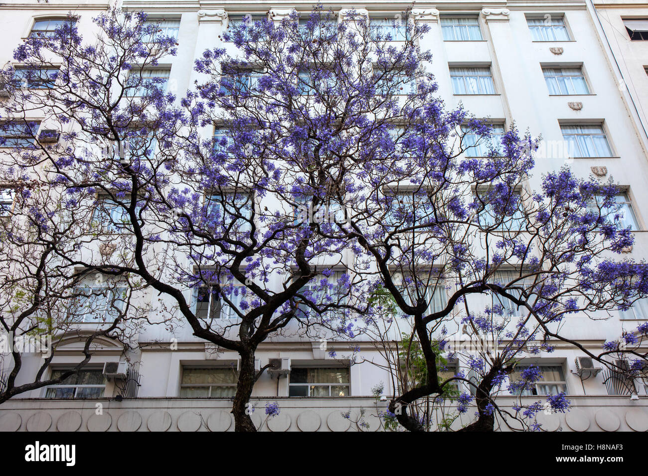 Violet blossoming jacaranda trees hi-res stock photography and images ...