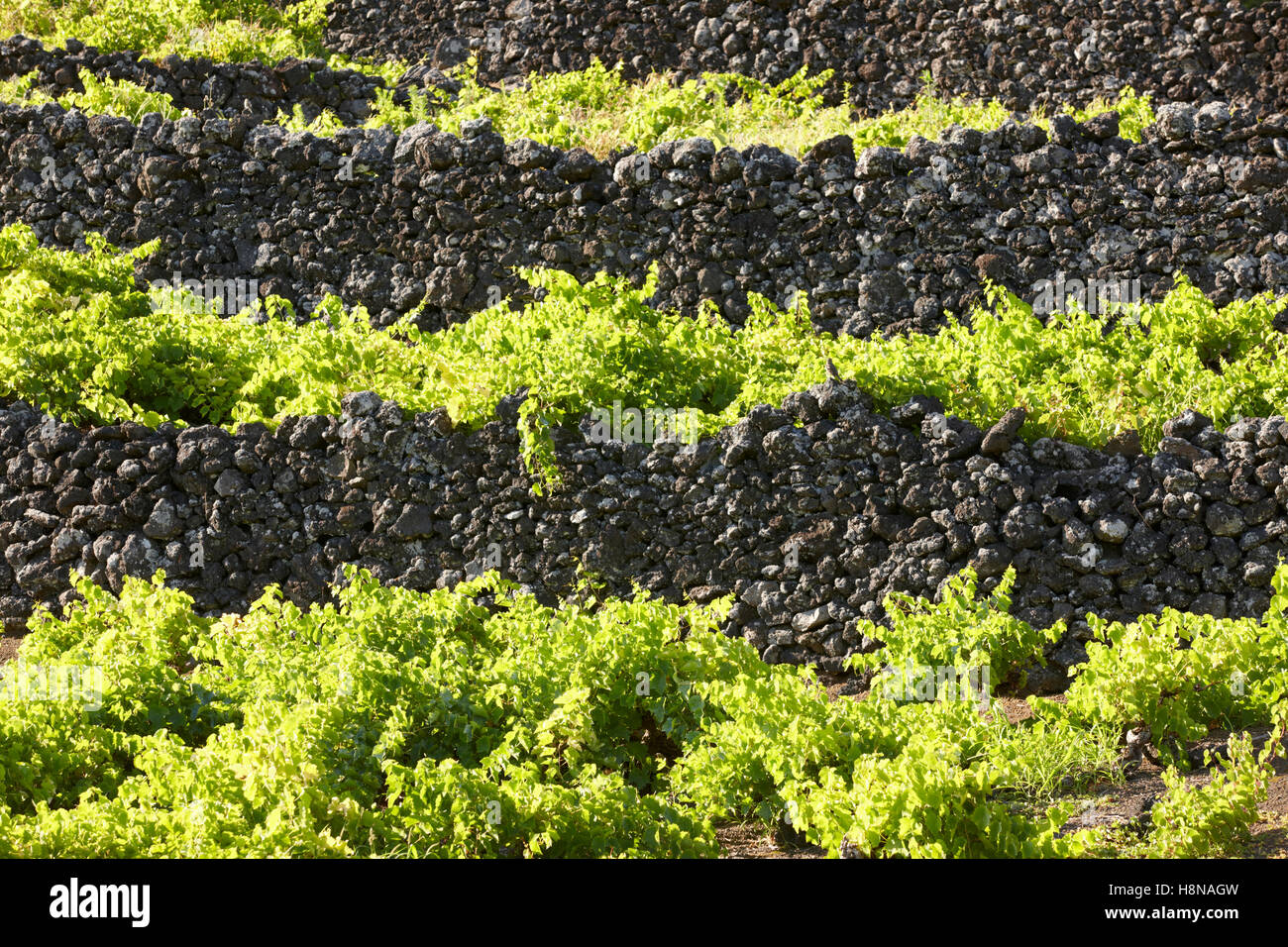 Traditional Azores landscape with volcanic rock vineyards in Pico ...
