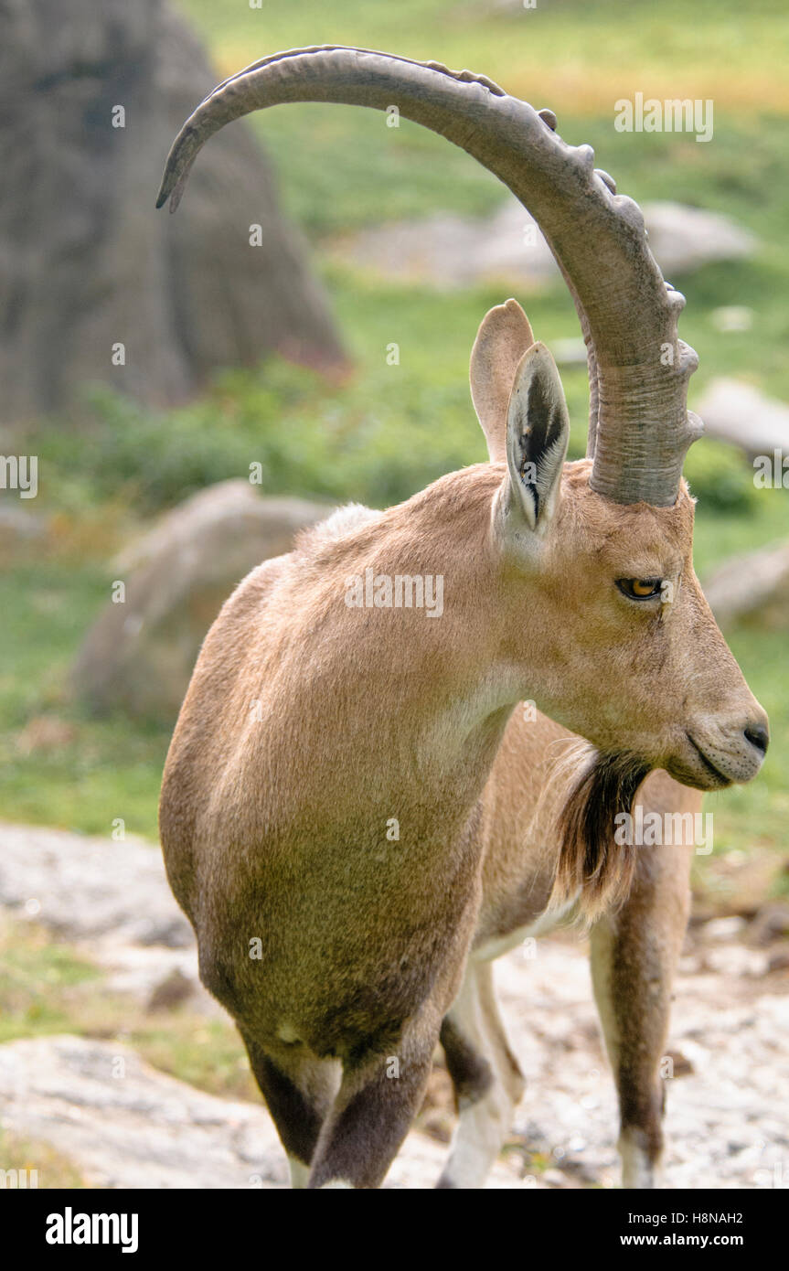 Ibex Horn High Resolution Stock Photography and Images - Alamy