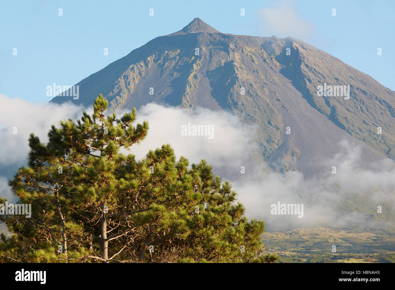 Azores landscape in Pico island. Pico peak and pine. Portugal ...