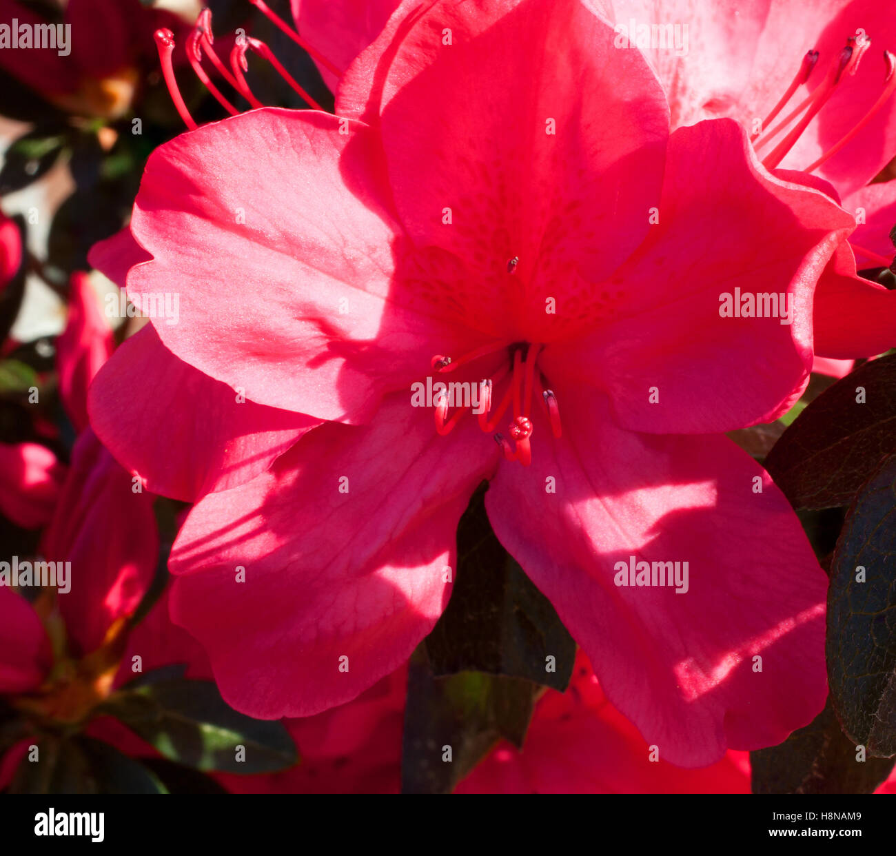 Azalea that is in full bloom on the plant Stock Photo - Alamy