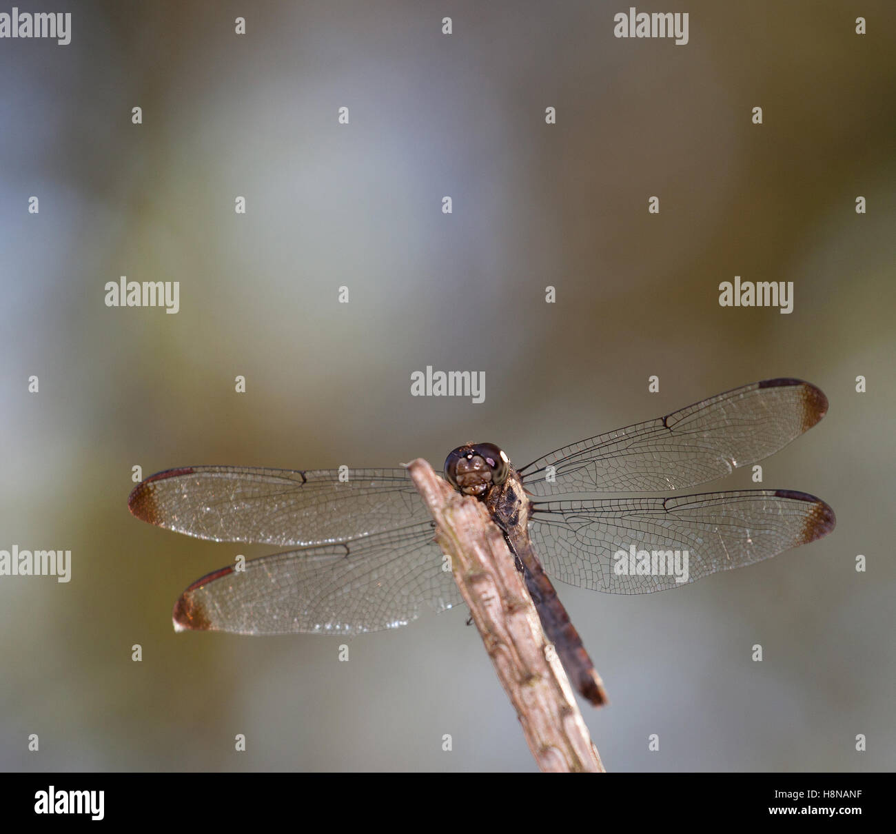 Dragonfly that is sitting on a small stick Stock Photo - Alamy