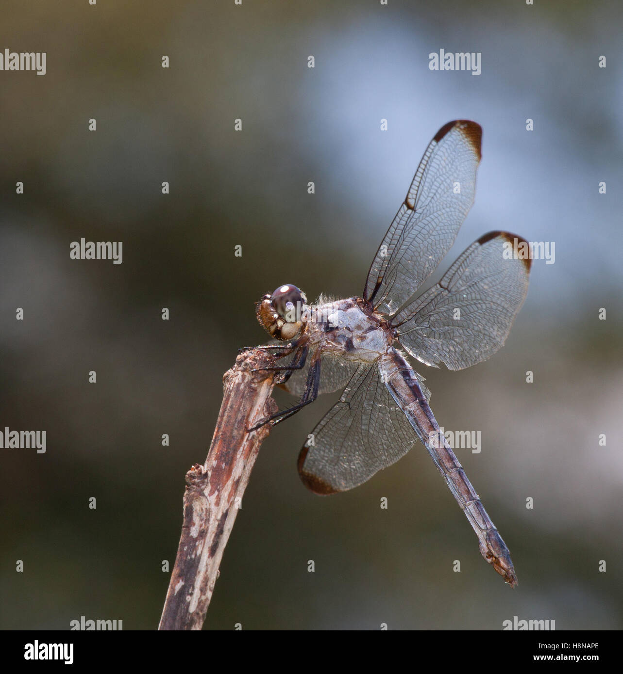 Looking at bugs hi-res stock photography and images - Alamy