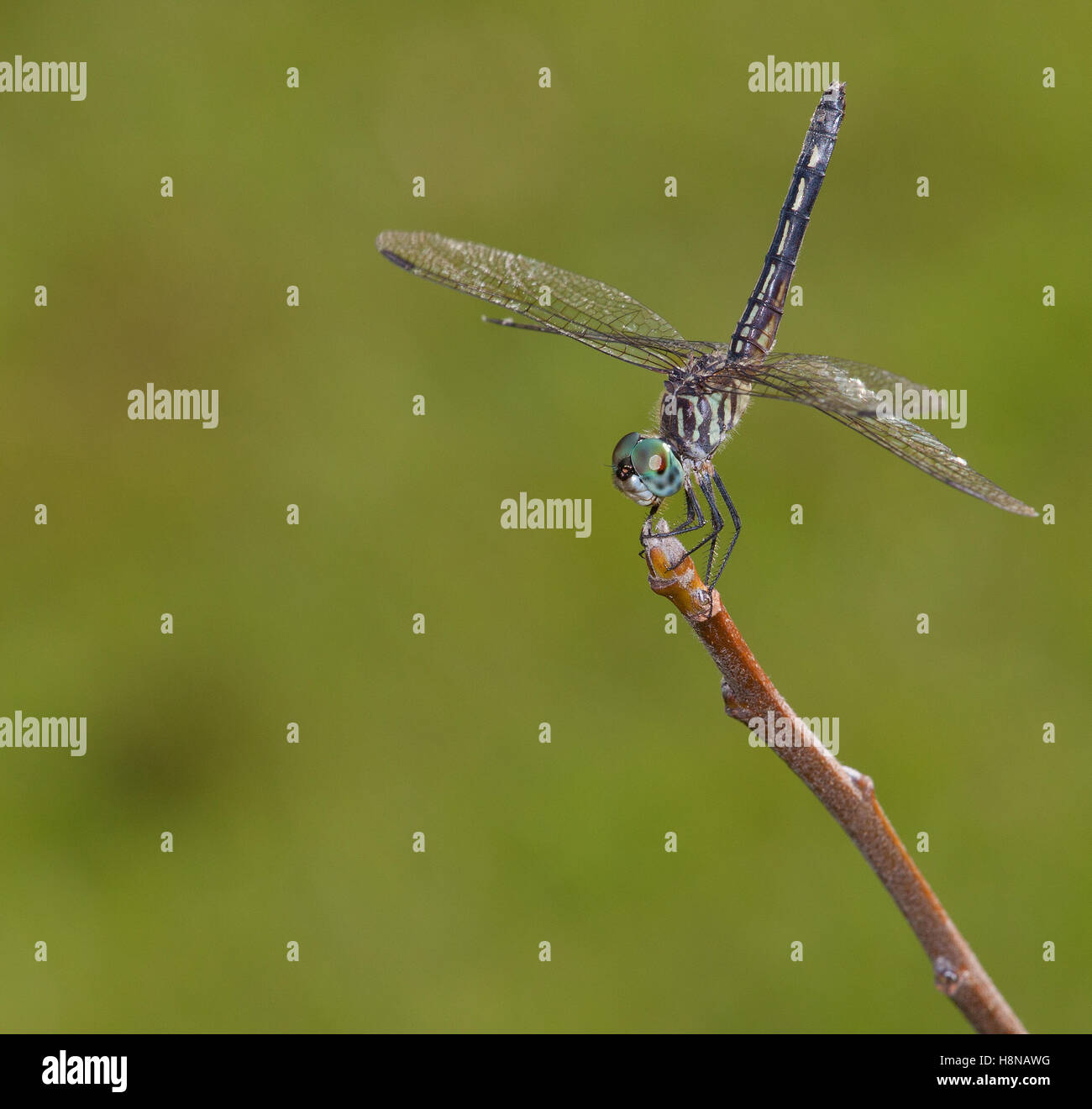 Dragonfly that has its tail up due to a breeze Stock Photo - Alamy