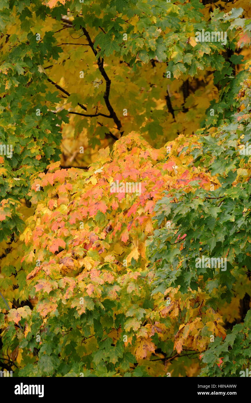 Fall foliage of Maple trees in Quebec, Canada Stock Photo - Alamy