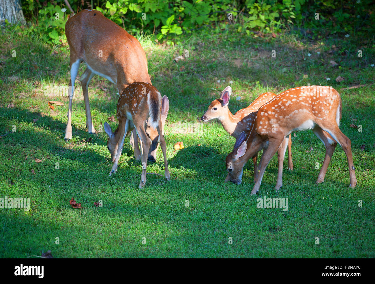 Whitetail and three fawns at the edge of the forest eating Stock Photo ...