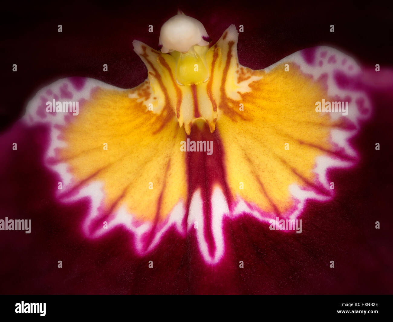 Phalaenopsis orchid moth hi-res stock photography and images - Alamy