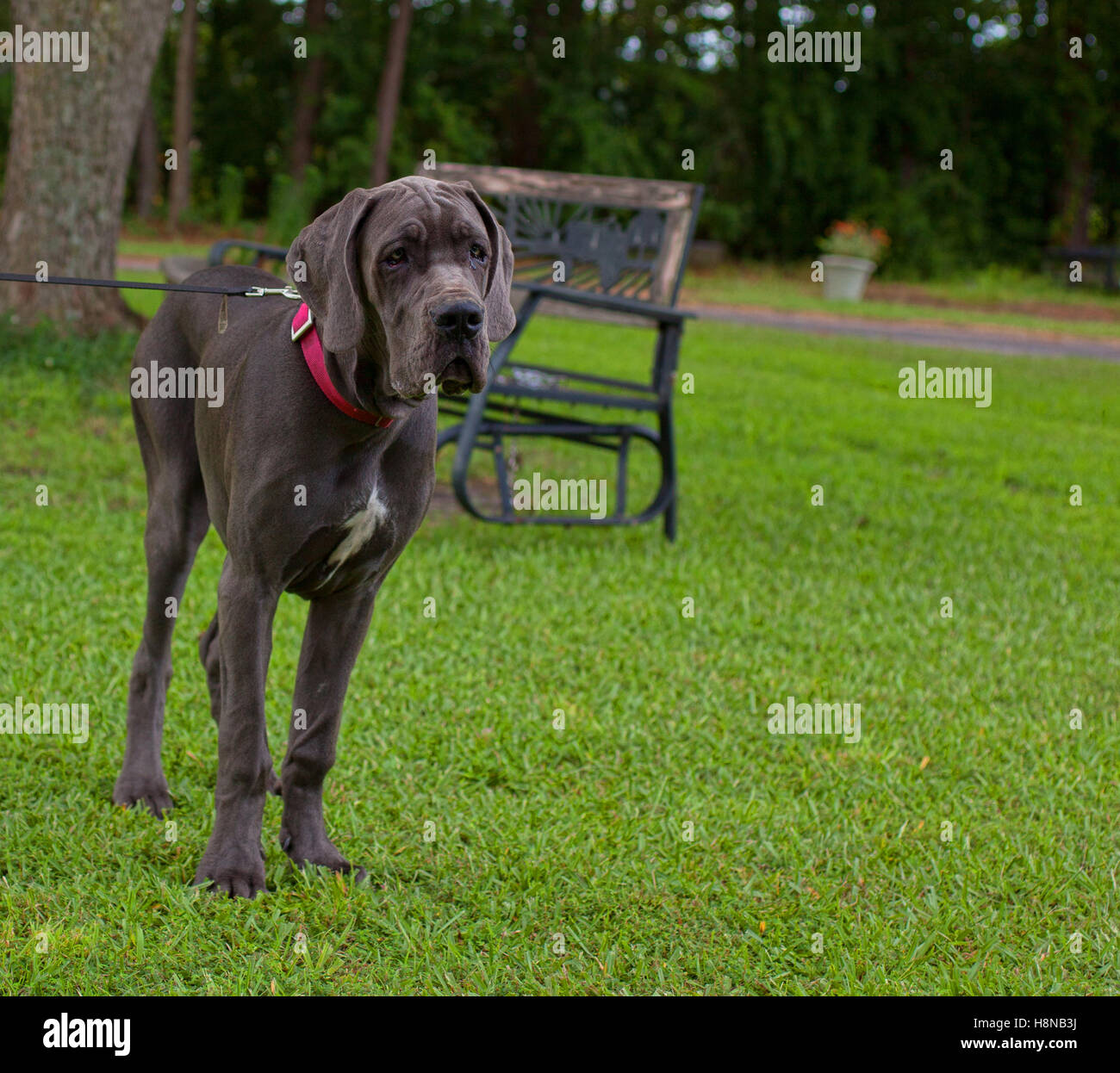 Young gray Great Dane on a leash on the lawn Stock Photo - Alamy
