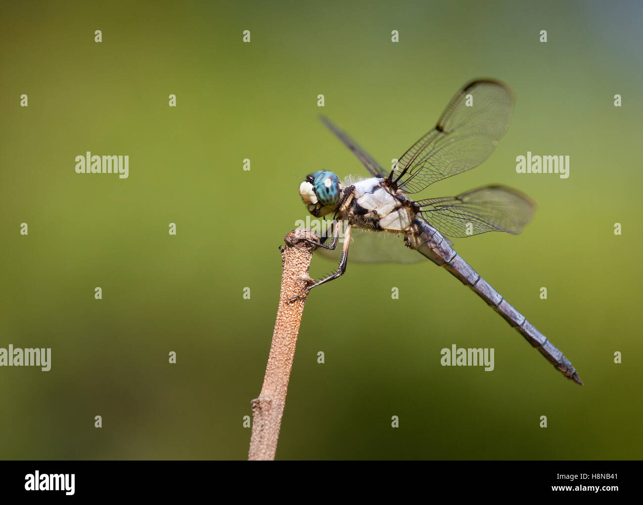 Blue eyed dragonfly hanging onto a twig with a green background Stock ...