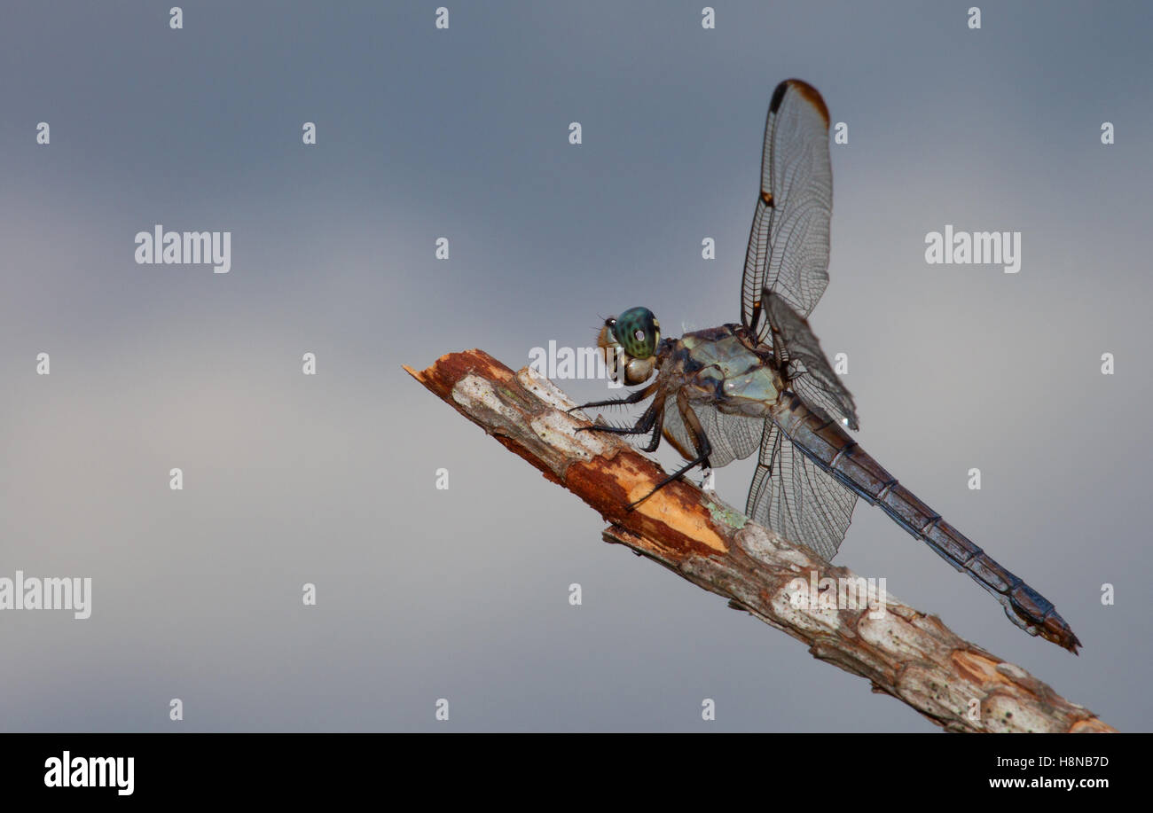 Dead twig hi-res stock photography and images - Alamy