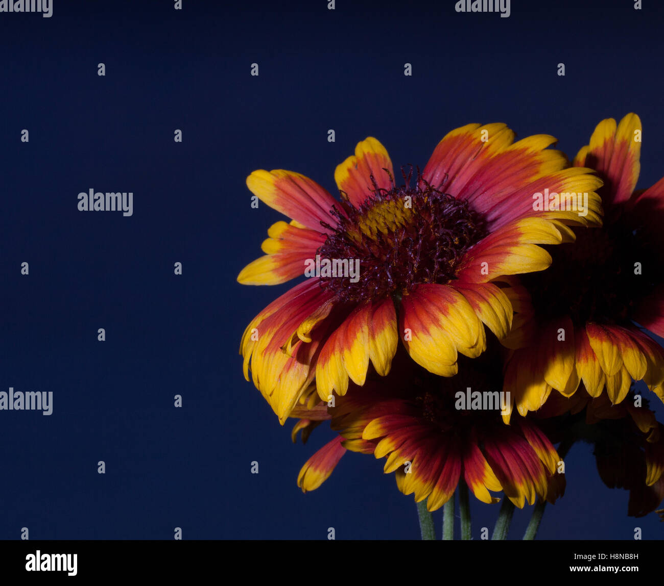 Bright flower pointing toward the left with a deep blue sky behind ...