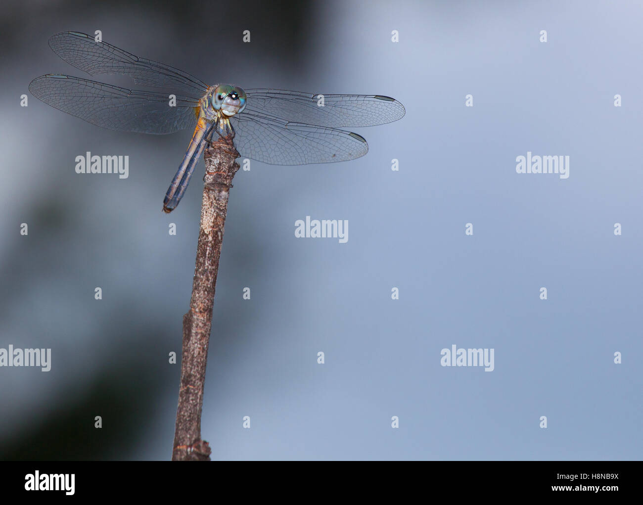 Dragonfly high on a stick waiting for a bug to fly past Stock Photo - Alamy