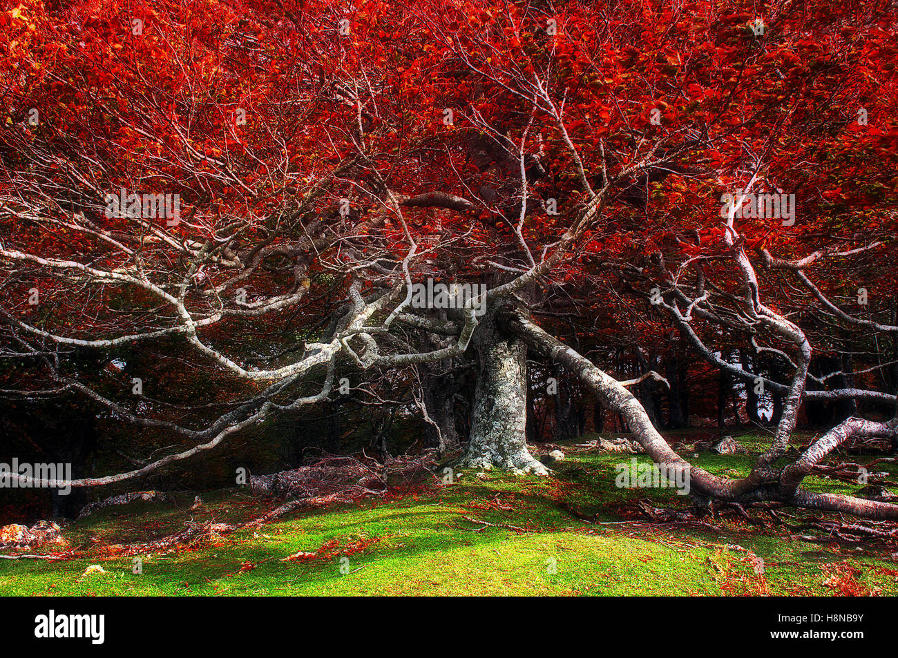 big old tree in autumn with a lot of branches Stock Photo - Alamy