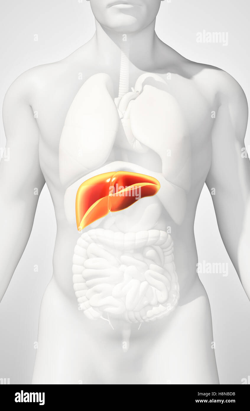 3D illustration of Liver - Part of Digestive System Stock Photo - Alamy