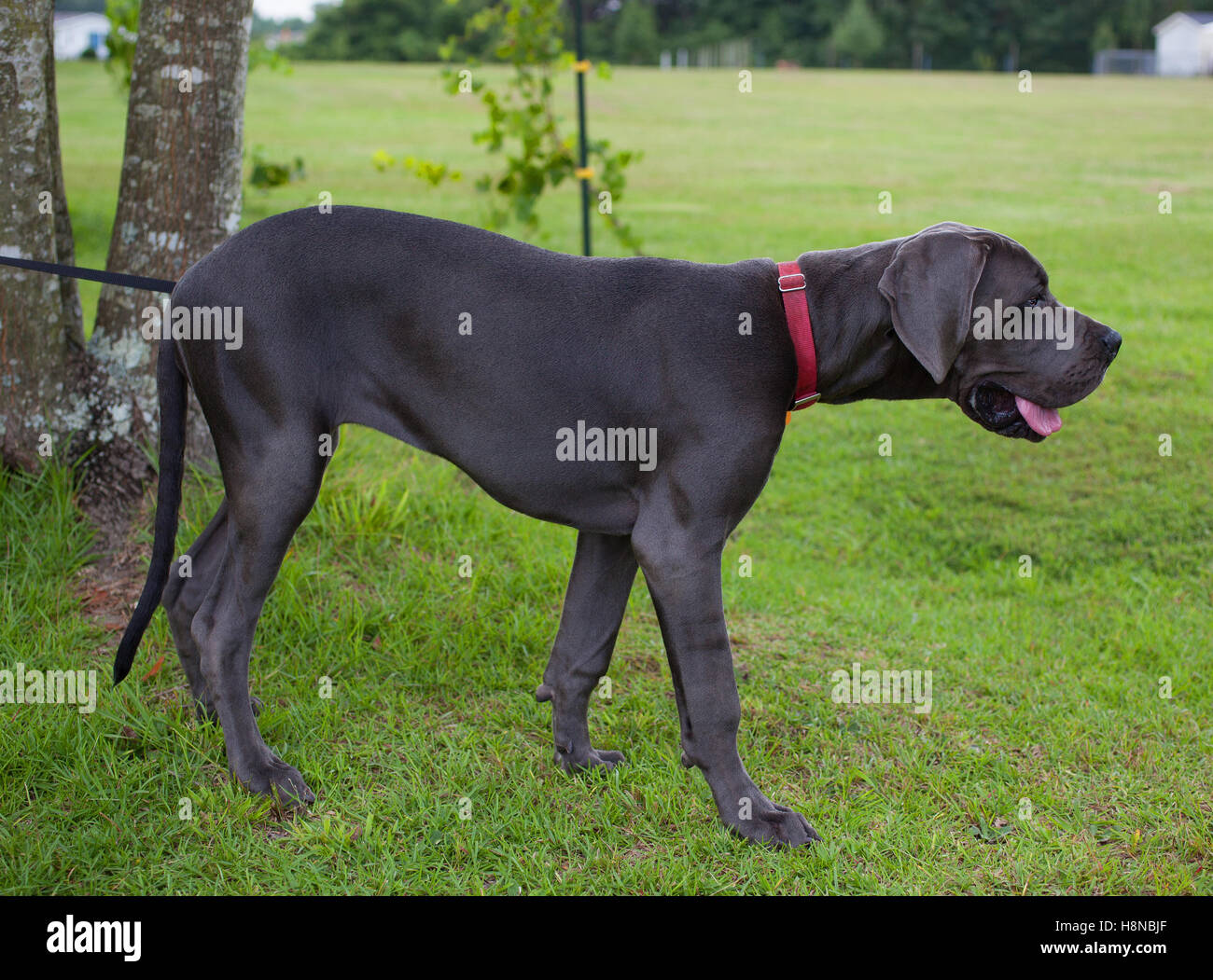 Grey Great Dane at the end of its leash waiting to go Stock Photo - Alamy